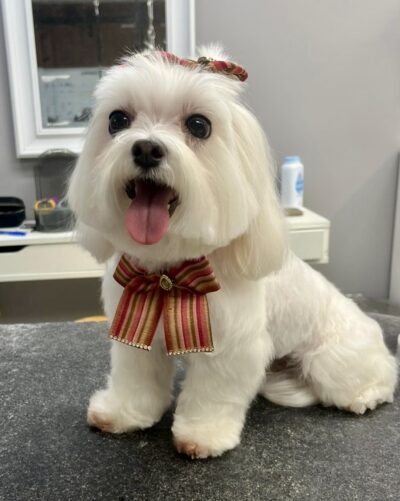 Puppy Grooming - Lovely Cuts Pet Grooming